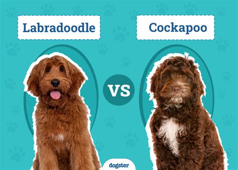 7 Cockapoo Health Issues To Look Out For Dogster