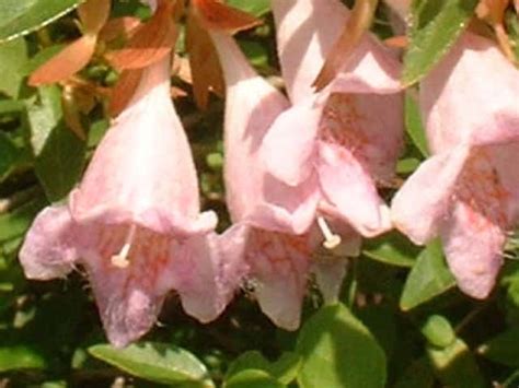 Abelia Edward Goucher