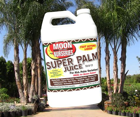 The Importance Of Fertilizing Your Trees During The Summer In Texas