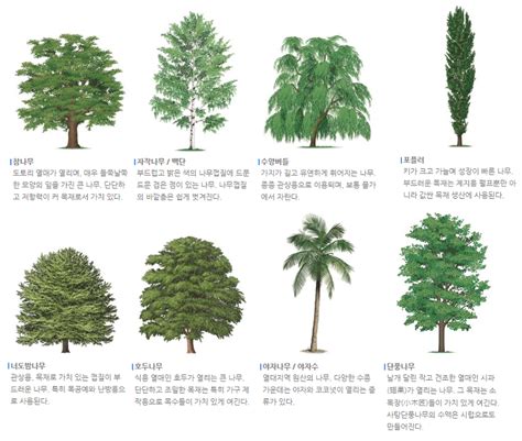 꽃 산 나무꽃씨앗산화산침엽수활엽수산소 침엽수 나무 정원 가꾸기