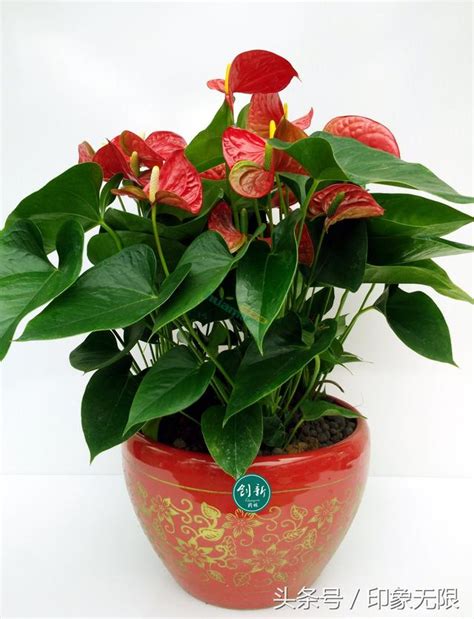 養花賞花看世界之紅掌 每日頭條