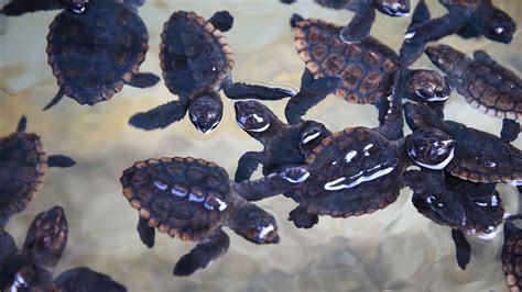 Sea Turtle Hatchlings Confusing Moonlight With City Lights Nbc 6