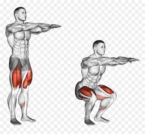 Bodyweight Squat Bodyweight Squats Hd Png Download Vhv