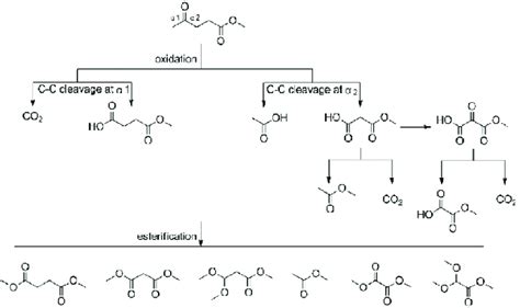 Reaction Pathway For Methyl Levulinate Oxidation Reproduced From Ref