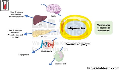 Adiponectin Level