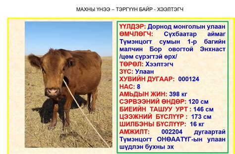 ШИЛМЭЛ МАЛ 2022 ГОЙД АШИГ ШИМТ МАЛЫН ЦАХИМ ҮЗЭСГЭЛЭН ДУУДЛАГА ХУДАЛДАА АМЖИЛТТАЙ ЗОХИОН