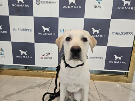 래브라도리트리버 루이 털빠짐없는브리티쉬숏헤어키우기 털빠짐없는스코티쉬폴드키우기 털빠짐없는러시안블루키우기 털빠짐없는강아지키우기 털빠짐없는고양이키우기 털빠짐없는강아지종류
