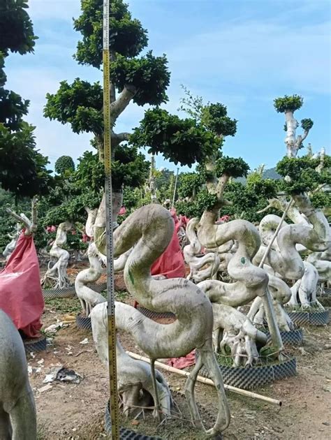 4 Feet Green Snake Shape Ficus Microcarpa Plant For Garden At Best