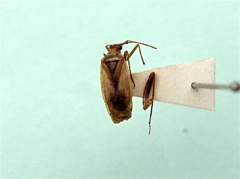 Adelphocoris Suturalis