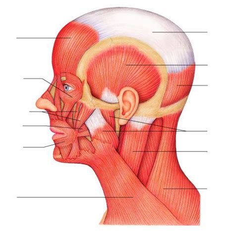 Anatomy Physiology Chapter 11 1722 Head Muscles Labeling Diagram