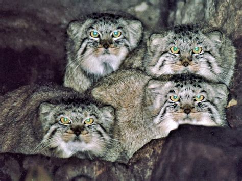 Manul Zootier Lexikon