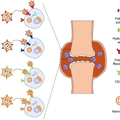 Active Targeting Of Inflamed Tissues By 1 Drug Loaded Nanoparticles