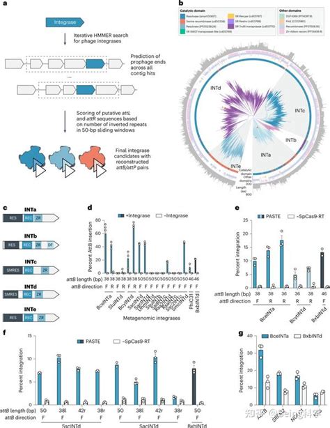 无需dna双链断裂！基因组编辑新利器可实现超长序列高效插入 知乎