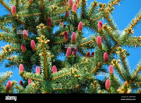 Pine Tree With Pink Cones Against The Blue Sky Real Cones On A Coniferous Tree Stock Photo Alamy