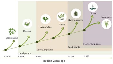 A Lot Of Plant Genes Actually Come From Bacteria And This May Explain