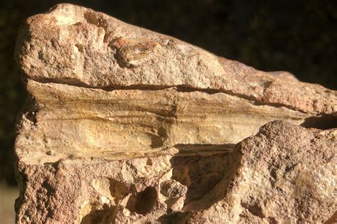 Opalised Fossils Member Collections The Fossil Forum