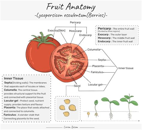 Fruit Anatomy Guide Images Free Download On Freepik