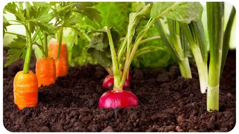 7 Delicious Shallow Root Vegetables For Your Garden And Plate Unified