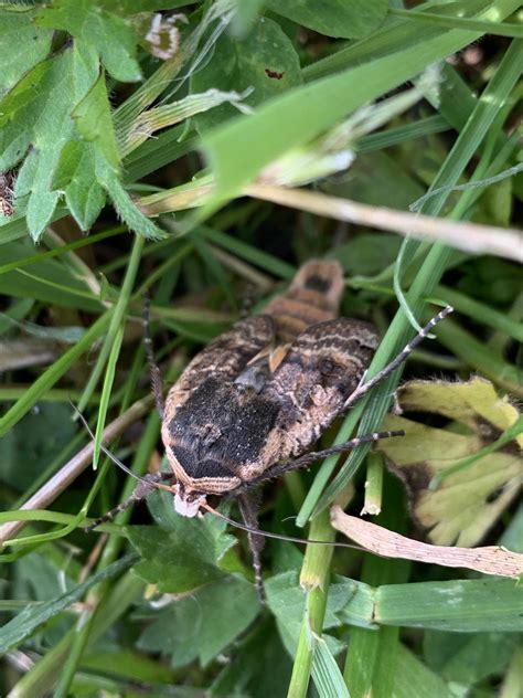 What Is This Bug Uk R Whatsthisbug