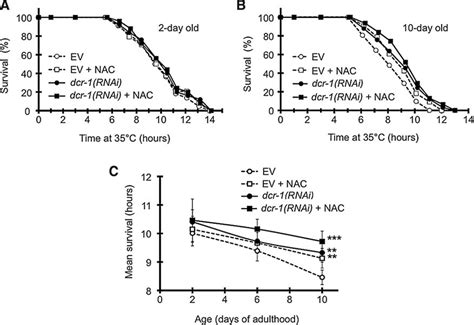 Loss Of Rna Interference And The Antioxidant N Acetyl L Cysteine