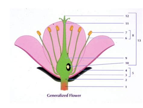 Flower Morphology Image Flashcards Quizlet