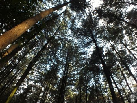 Patung Jerapah Di Taman Bunga Nusantara D Lovely Bogor