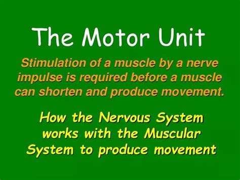 PPT The Motor Unit PowerPoint Presentation Free Download ID