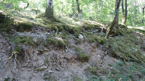 Tree Roots Through The Ground Stock Image Image Of Sticking Ground