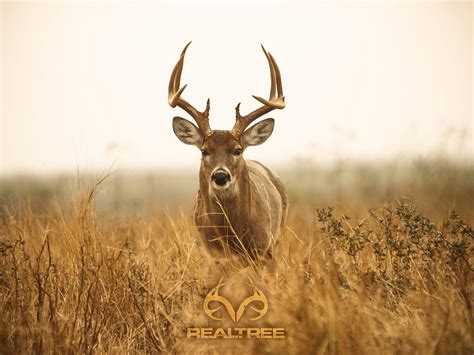 Deer Hunting Desktop Hunting Wallpaper Hunting Backgrounds Deer