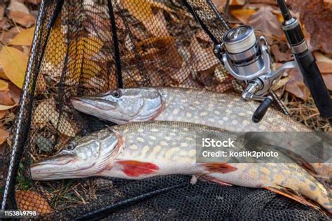 민물 파이크 물고기 두 민물 파이크 스 물고기 릴을 가진 낚 싯 대와 배경으로 검은 착륙 그물 가을에 대한 스톡 사진 및 기타 이미지 Istock