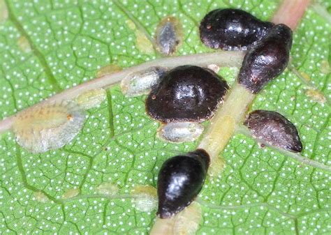 Black Scale Parasaissetia Nigra