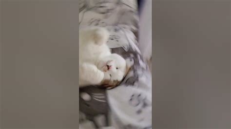 Ну и конечно котики 🥳🤟 С новым годом Youtube