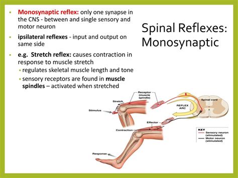 divisions of the nervous system ppt download