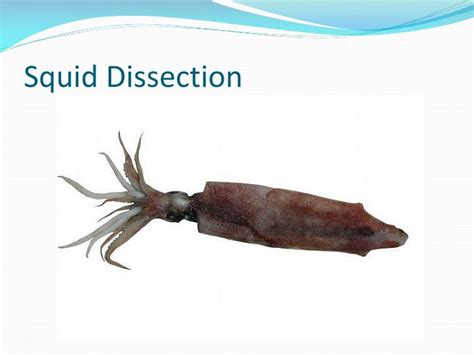 Ppt Squid Dissection Powerpoint Presentation Id209690