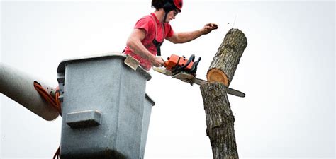 Understanding Local Tree Removal Laws And Permits Texas Tree Transformations