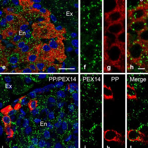 Pex14 Positive Peroxisomes Show A Heterogeneous Distribution In α β