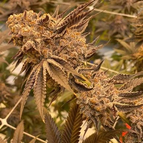 Modified Watermelon Ziplock Seeds