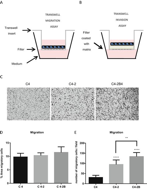 Protocols For Migration And Invasion Studies In Prostate Cancer