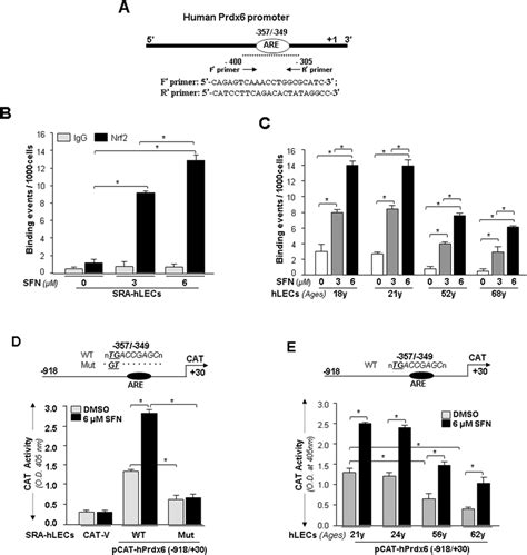 In Vivo Dna Binding Assay Revealed That Sfn Reinforced Binding Activity Download Scientific
