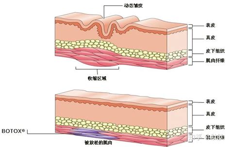 寡肽 24 oligopeptide 24 知乎