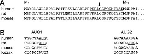 Figure 1 From Alternative Translation Initiation Generates A Novel