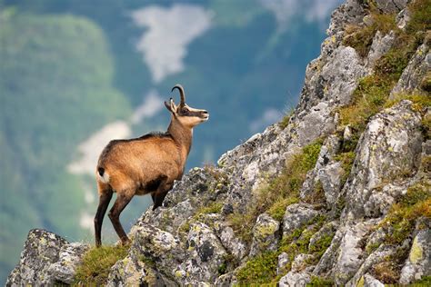 Chamois Ou Bouquetin Quelle Différences