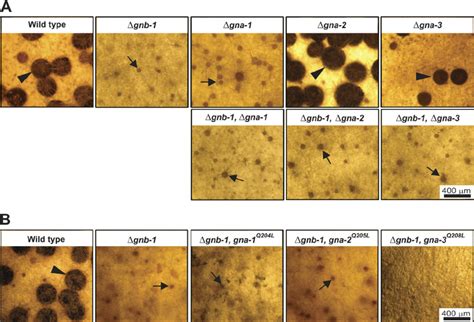 Sexual Phase Phenotypes Strains Were Inoculated Onto SCM Plates To Download Scientific Diagram