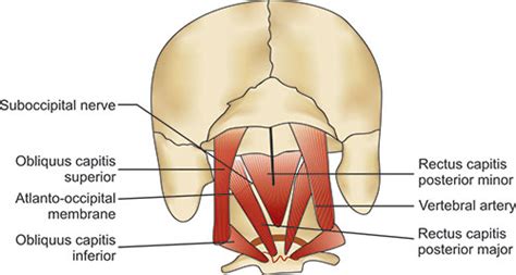 Suboccipital Triangle Boundaries