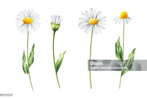 흰색 배경에 격리된 수채화 흰색 데이지 꽃 그림 카모마일 미용 제품 및 식물학 세트 미용 및 의학의 세부 사항 디자이너 스파