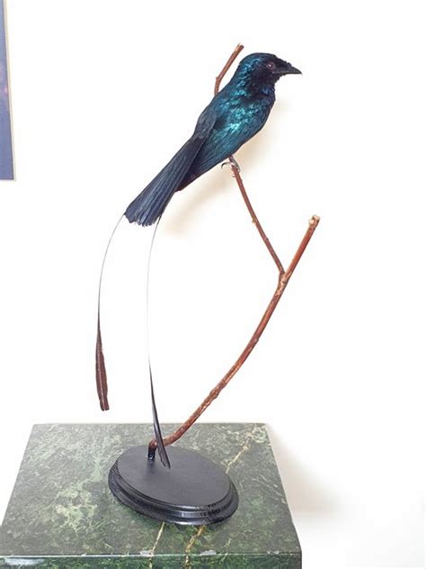 Lesser Racket Tailed Drongo New Mount Dicrurus Remifer Catawiki