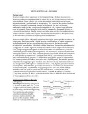 Babe Exercise Worksheet Yeast Genetics II 3 Pdf YEAST GENETICS