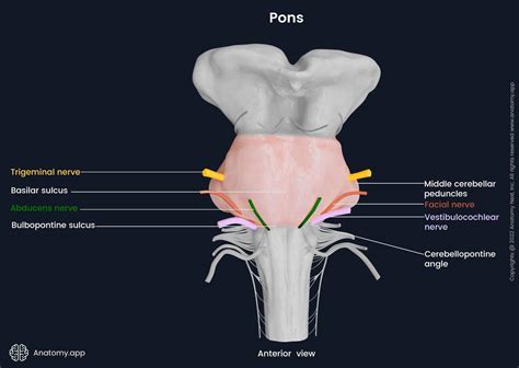 Pons Encyclopedia Anatomy App Learn Anatomy 3d Models Articles