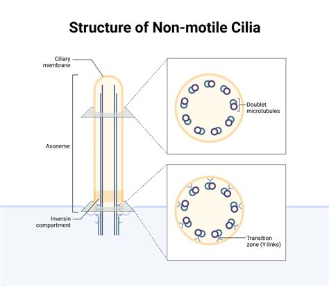 Structure Of Non Motile Cilia Biorender Science Templates