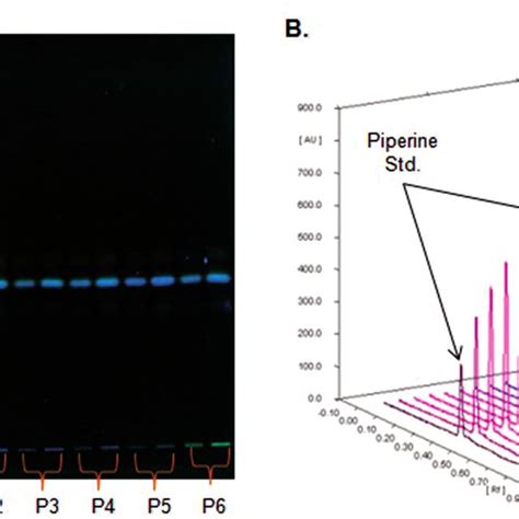 Quantification Of Piperine In Extracts Of P1 P2 P3 P4 P5 And P6 By Download Scientific
